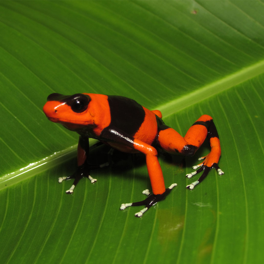 Kontakt | Citizen Conservation