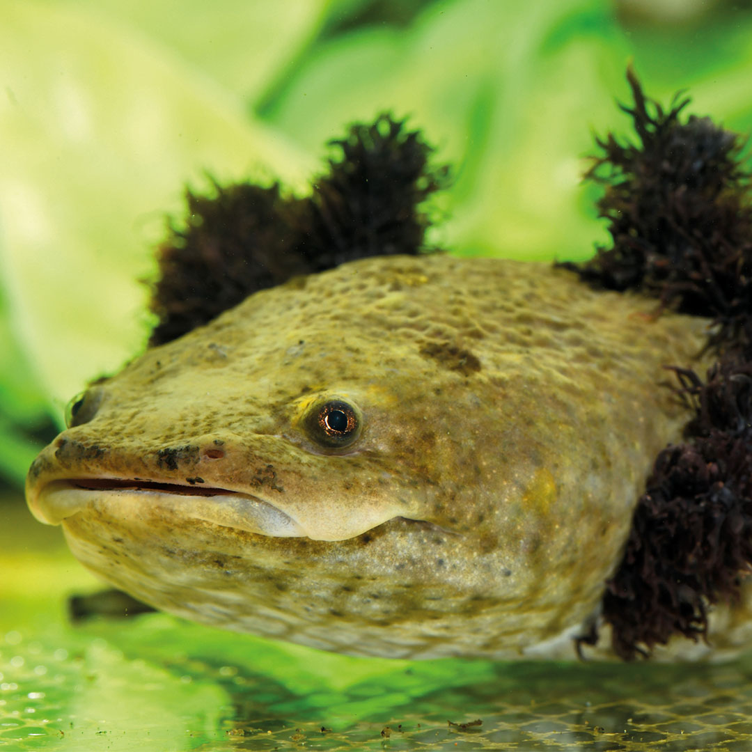 Downloads | Citizen Conservation