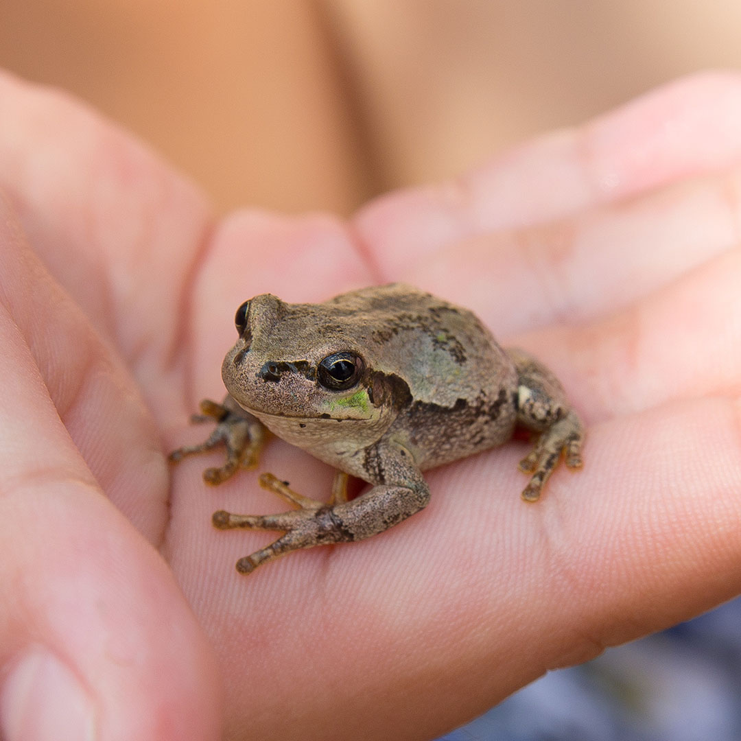 Mitmachen | Citizen Conservation