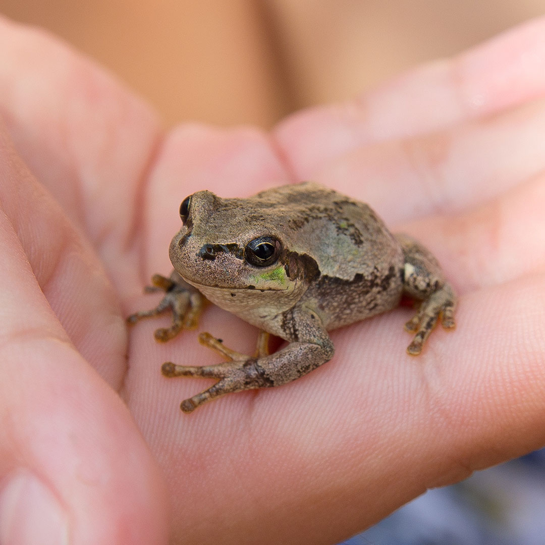 Projekte | Citizen Conservation