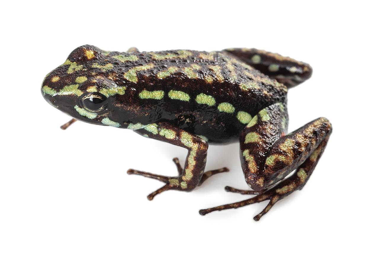 Phantasmal Poison Frog | Citizen Conservation