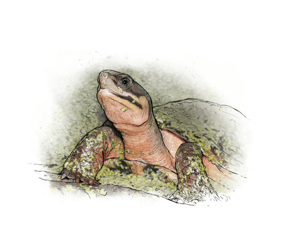 Vietnamesische Dreistreifen-Scharnierschildkröte | Citizen Conservation