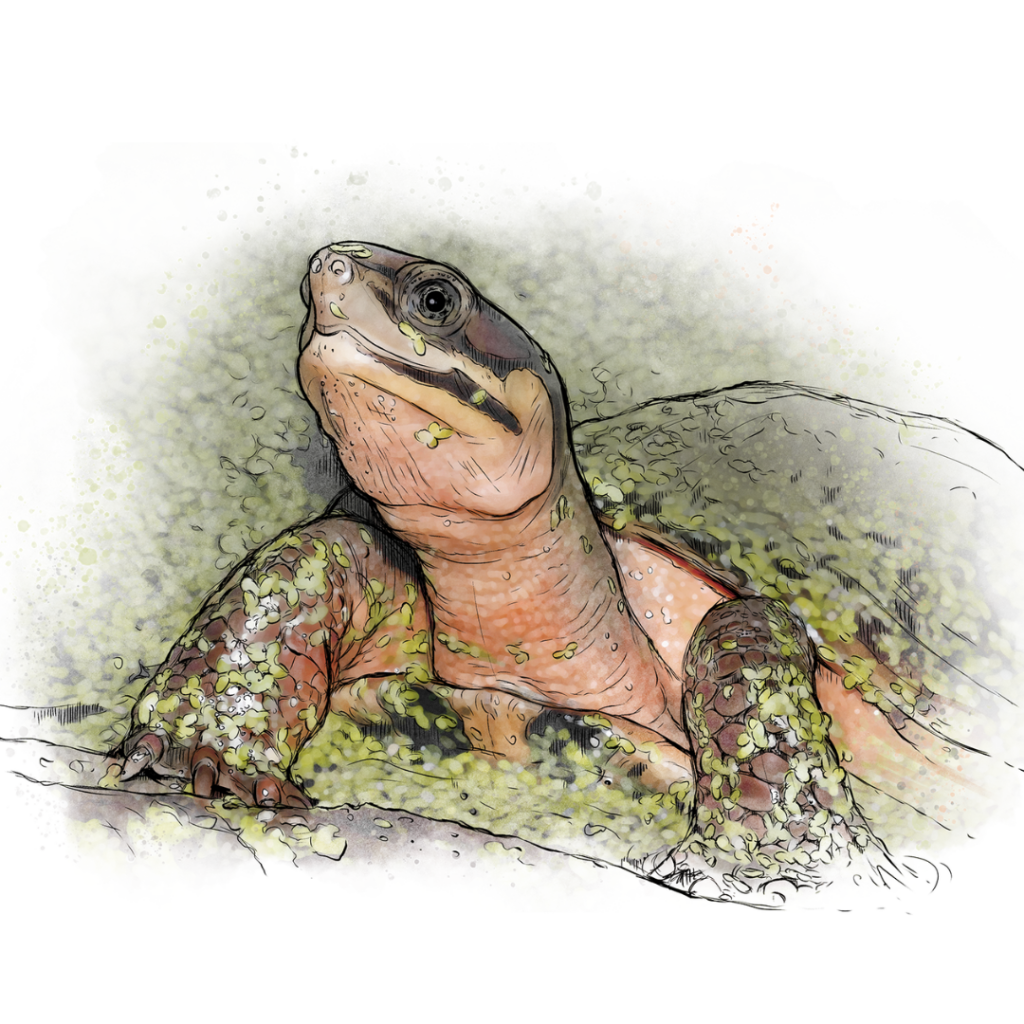 Vietnamese Three-striped Box Turtle | Citizen Conservation