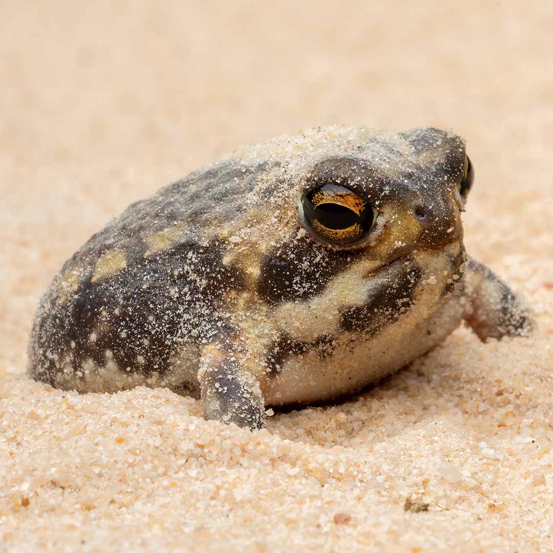 FAQ | Citizen Conservation