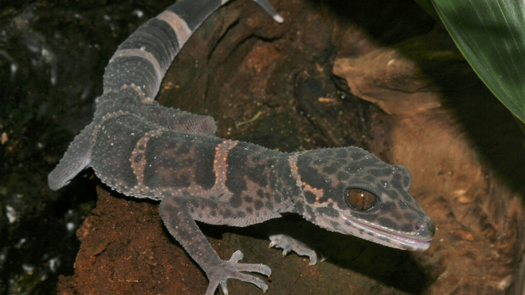 Huu Lien Tiger Gecko | Citizen Conservation