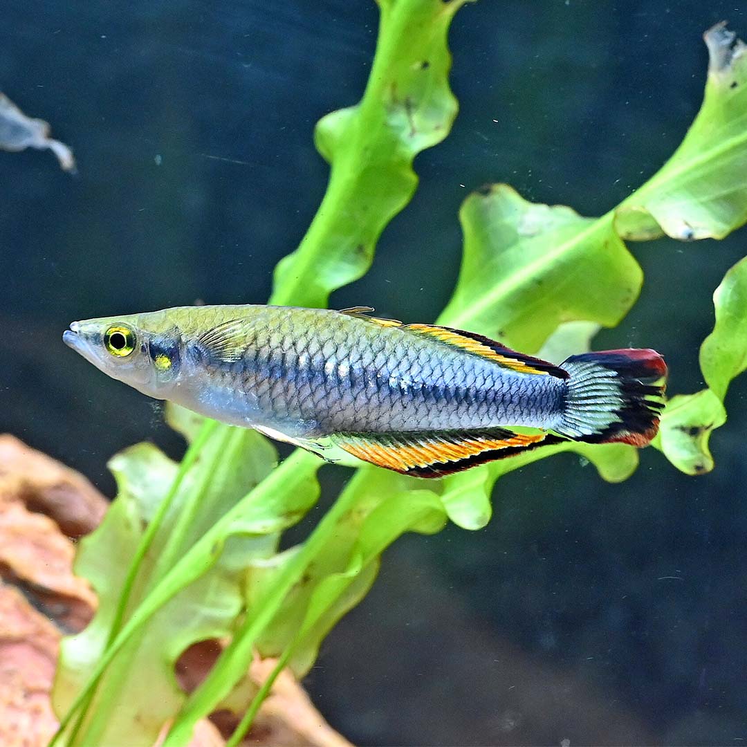 Newsletter | Citizen Conservation